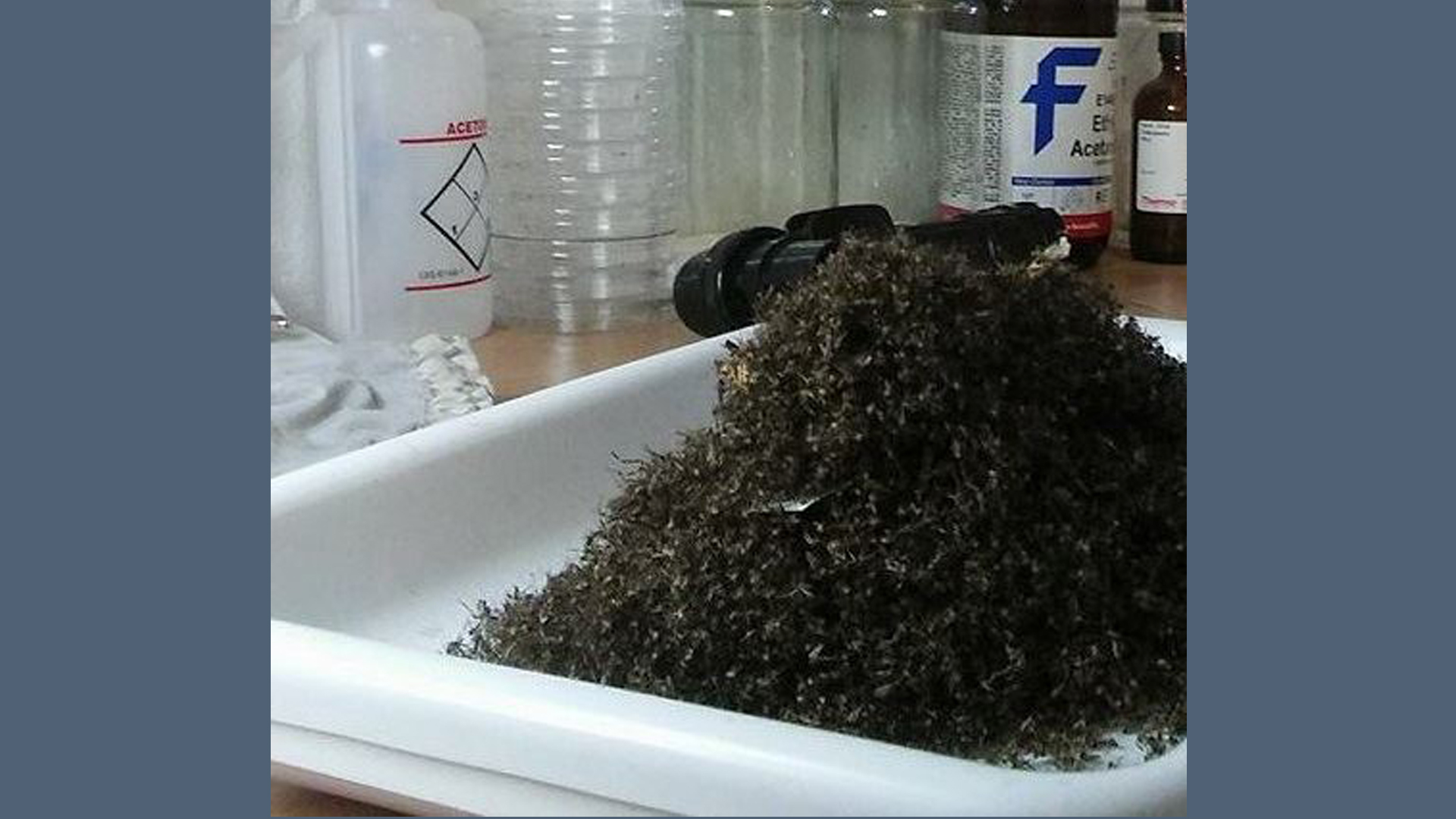 Yuck! Over 26,000 Mosquitoes Trapped In Less Than 24 Hours | wfmynews2.com