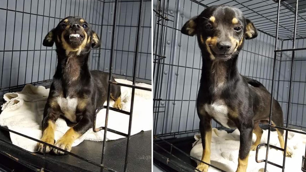 Meet Cheech, the smiling rescue dog up for adoption | wtsp.com