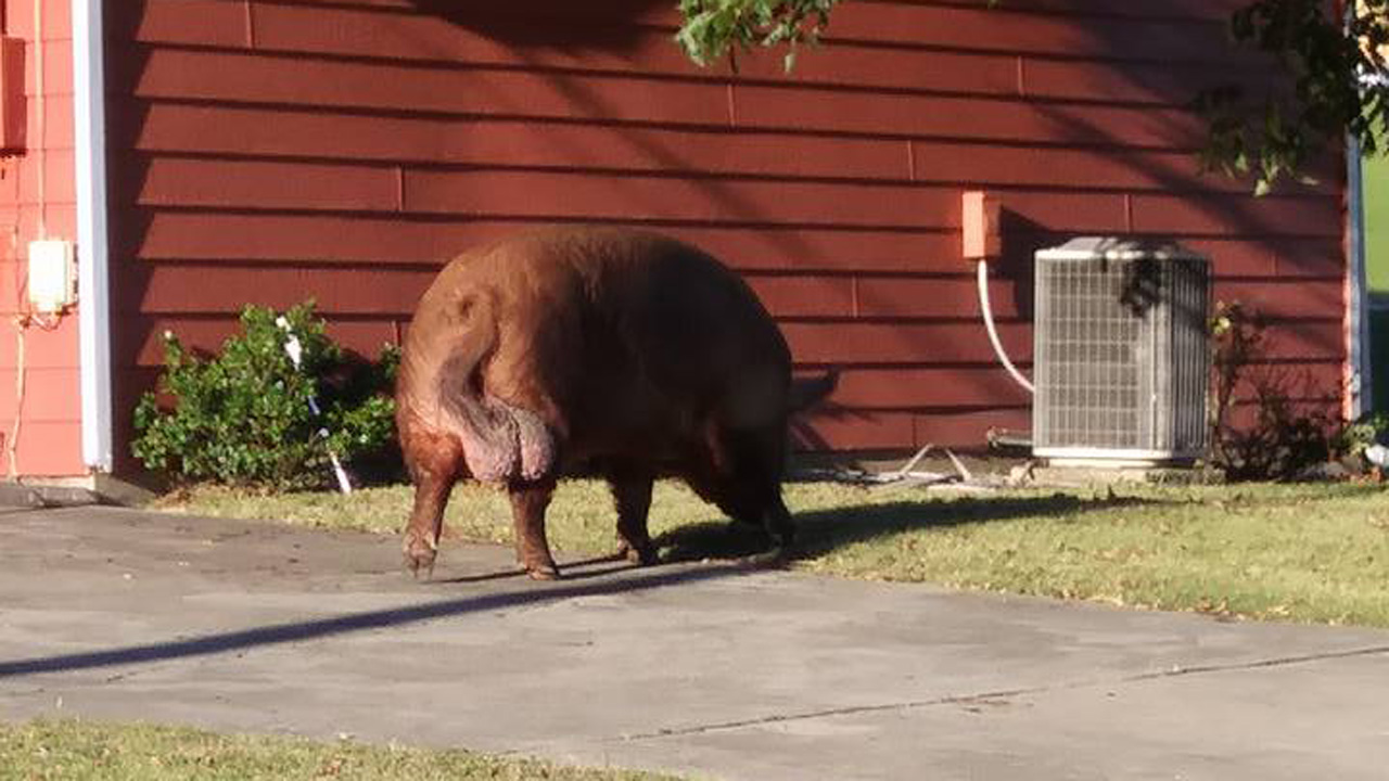 PHOTOS: Massive hog seen in Alabama neighborhood | wtsp.com