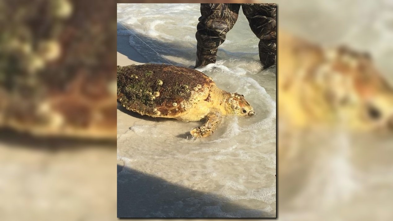 Sea turtle has surgery to remove 9 fishing hooks | wtsp.com